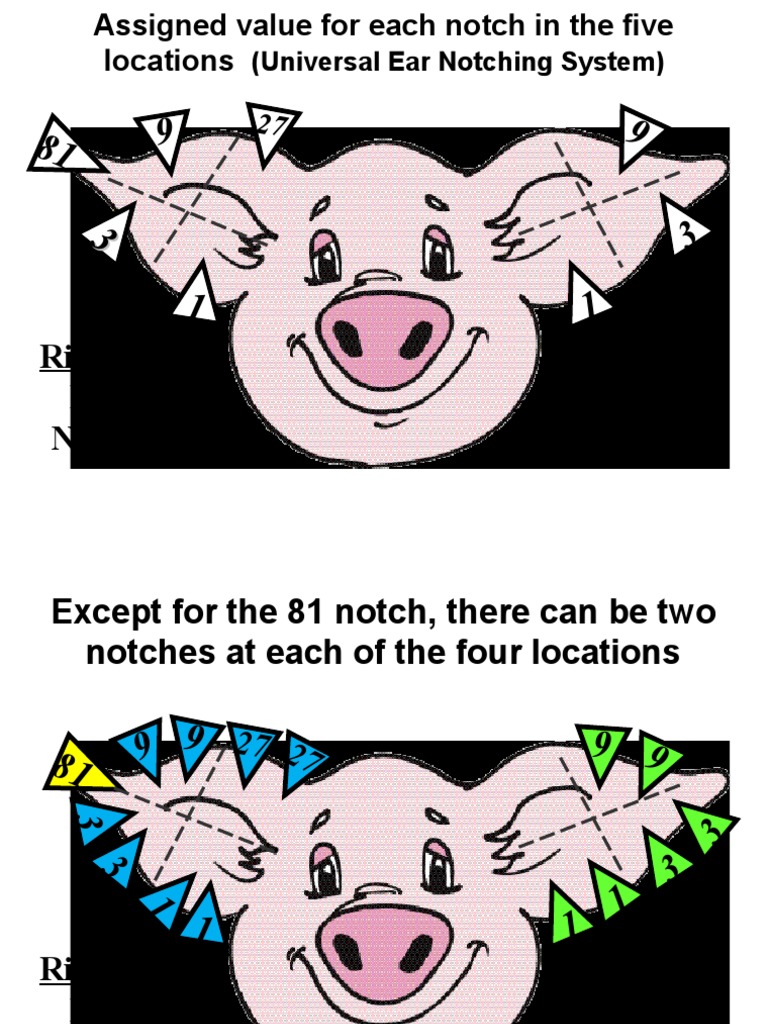 Ear Notching Powerpoint | PDF