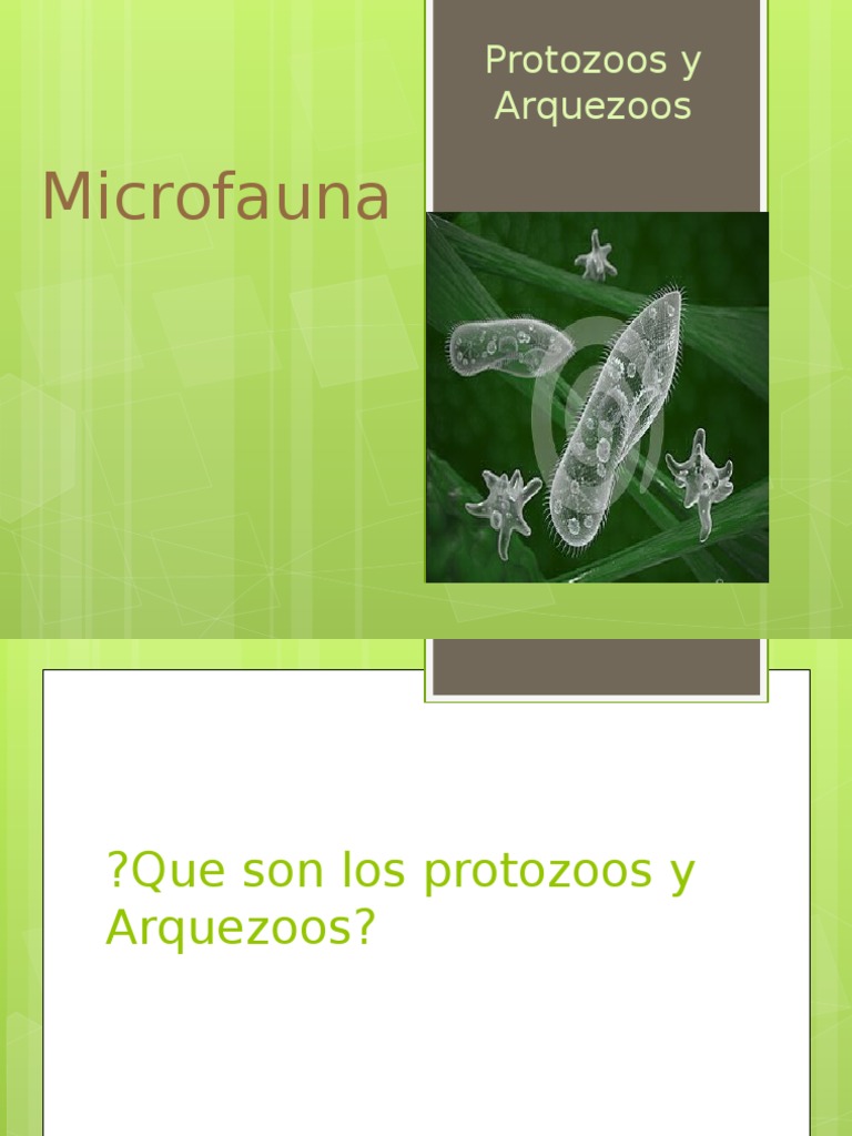 Microfauna: Protozoos y Arquezoos | PDF | Ciencia y matemáticas