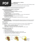 Función y Anatomía del Músculo Mentoniano | PDF | Cara | Anatomía humana