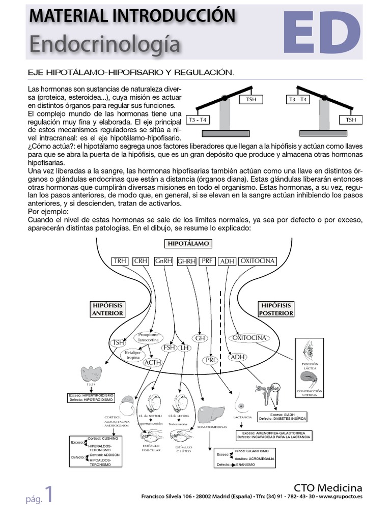 Introduccion Endocrino Cto PDF | Unduh gratis PDF | Tiroides | Hormona Introduccion Endocrino Cto PDF | Unduh gratis PDF | Tiroides | Hormona