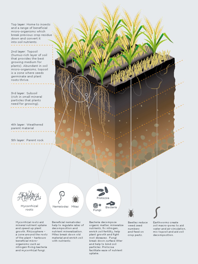 Soil Structure Diagram | PDF | Science & Mathematics