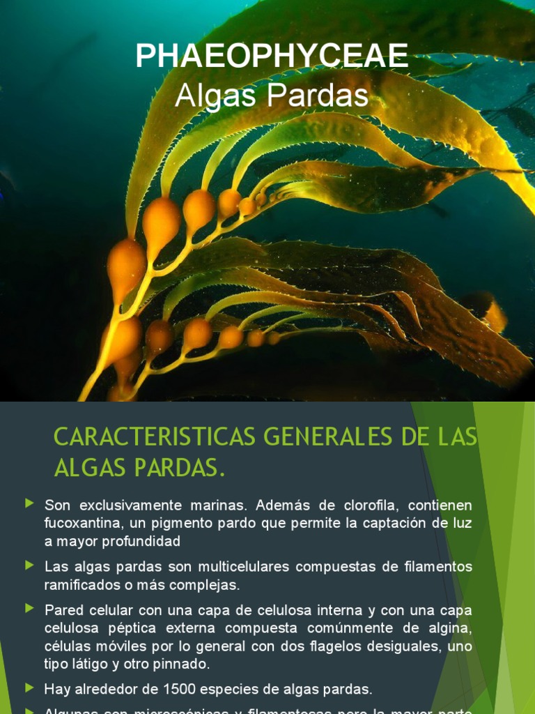 Algas Pardas | PDF | Espora | Reproducción