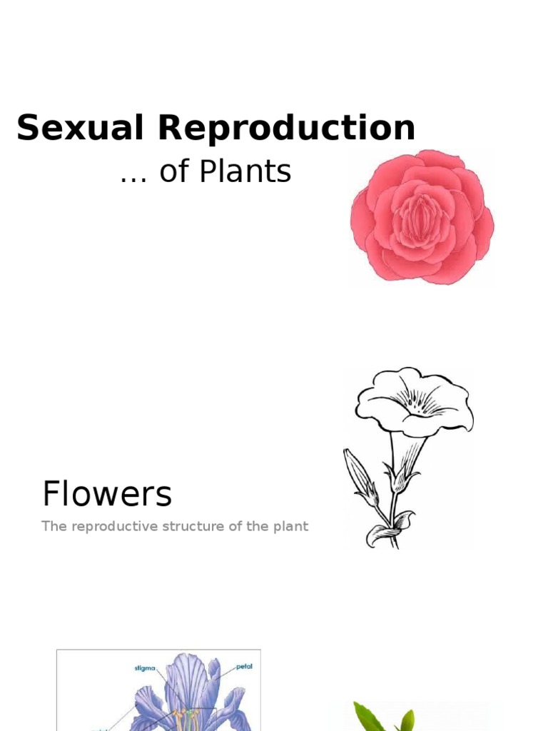 Sexual Reproduction of Plants | PDF | Pollination | Fertilisation