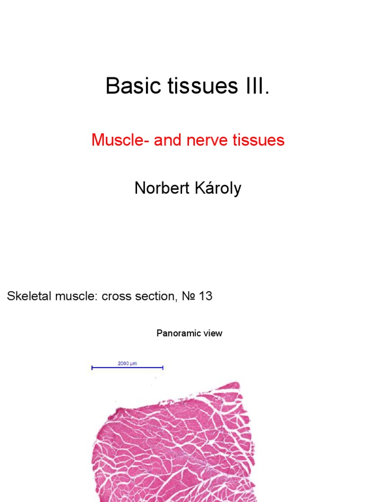 Basic Tissues III.: Muscle-And Nerve Tissues | Download Free PDF ...