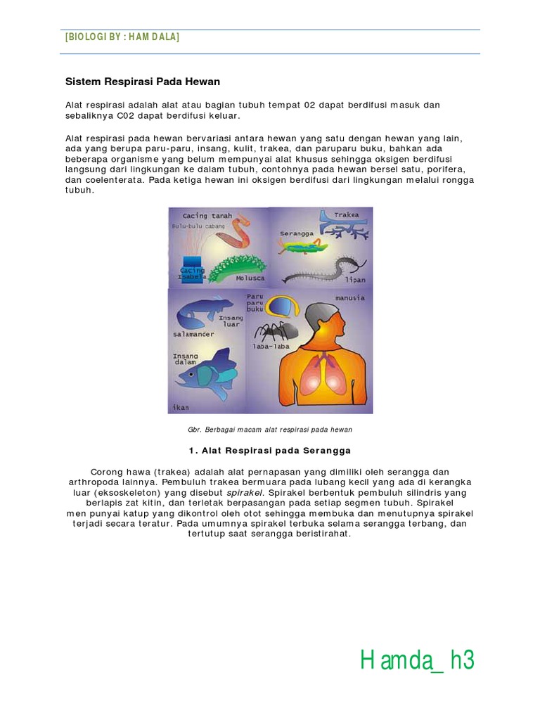 8 Sistem Respirasi PDF | PDF