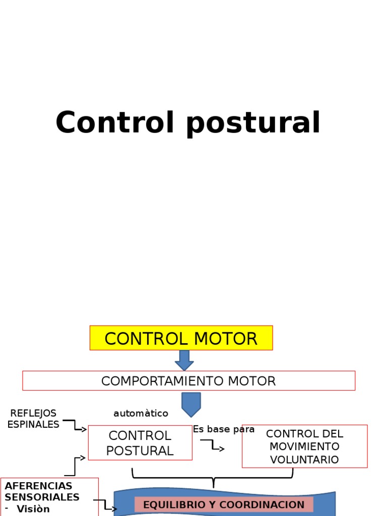 Control Postural 2016 II | PDF | Músculo | Neurona motora