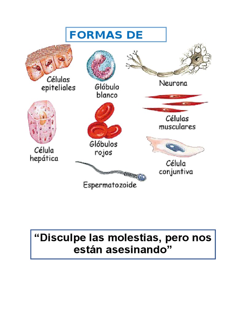 Formas de Celula | PDF