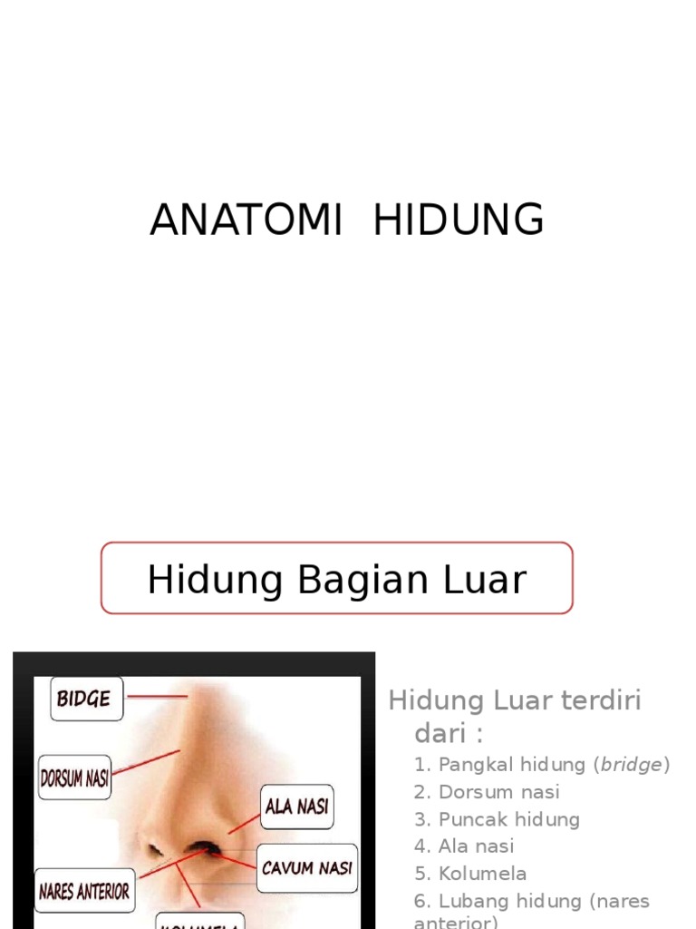 Anatomi dan Fungsi Hidung Manusia | PDF | Kajian Bahasa Asing