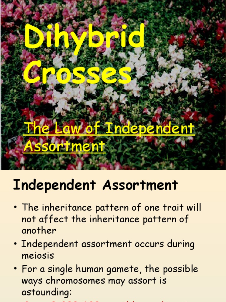 Dihybrid Cross: Snapdragons Genetics | PDF