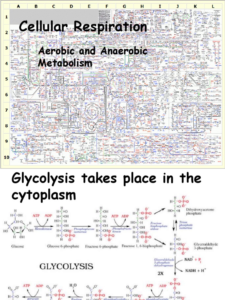 Cellular Respiration: Aerobic vs Anaerobic Metabolism | PDF