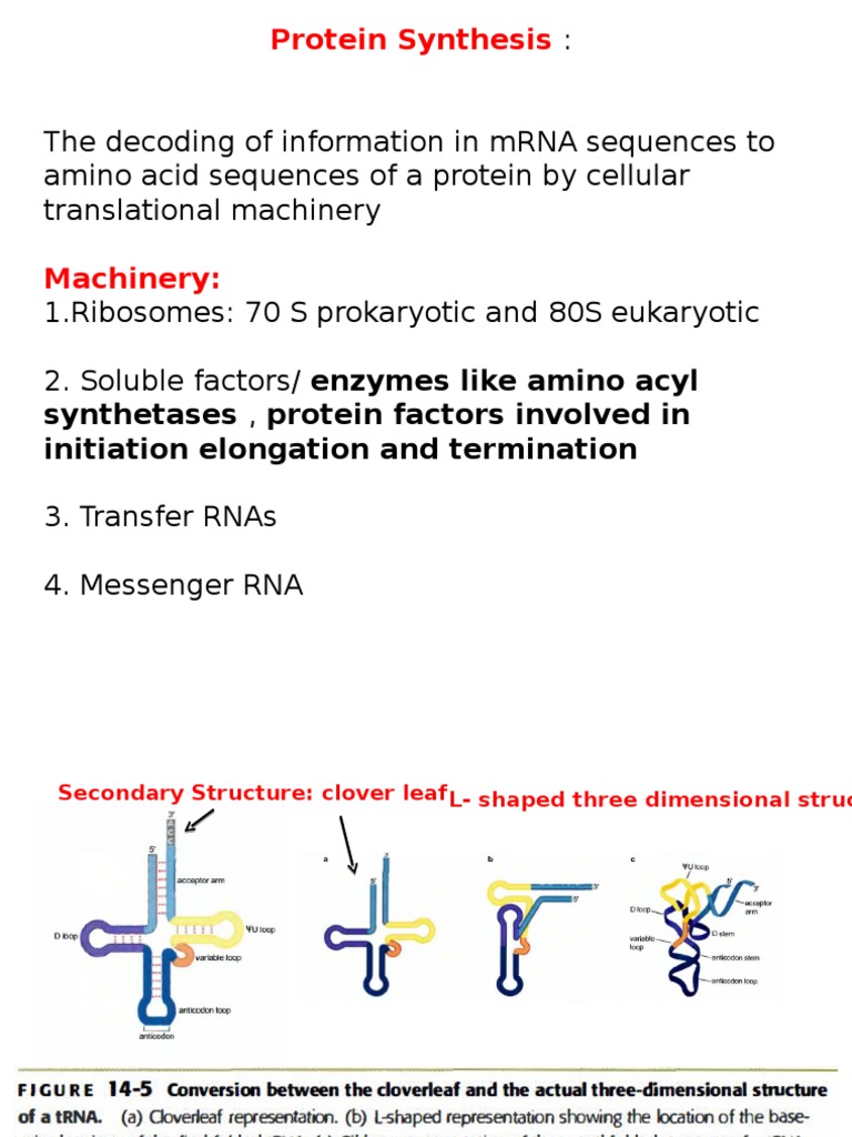Protein Synthesis: Synthetases, Protein Factors Involved in Initiation ...