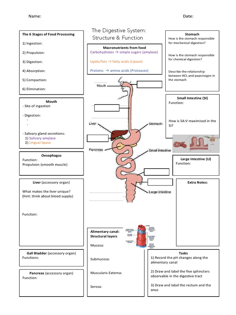 Digestive System Structure & Functions | PDF | Digestion | Human ...