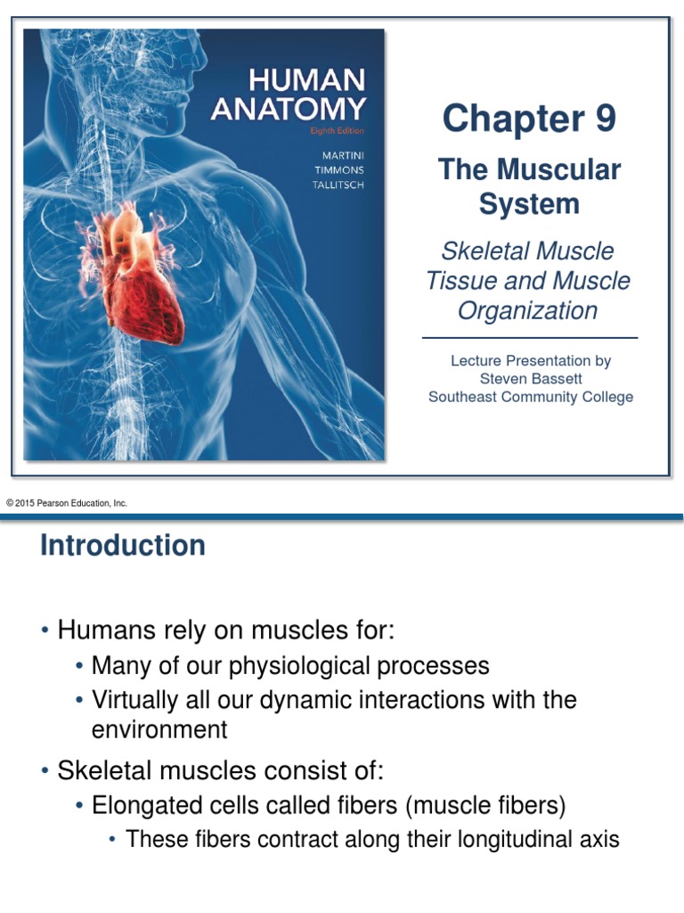 Skeletal Muscle Tissue & Muscle Organization | Download Free PDF ...
