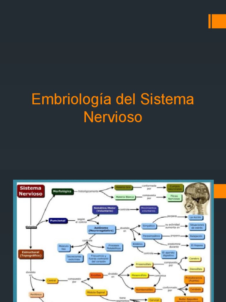 Embriología Del Sistema Nervioso | PDF | Médula espinal | Cerebelo