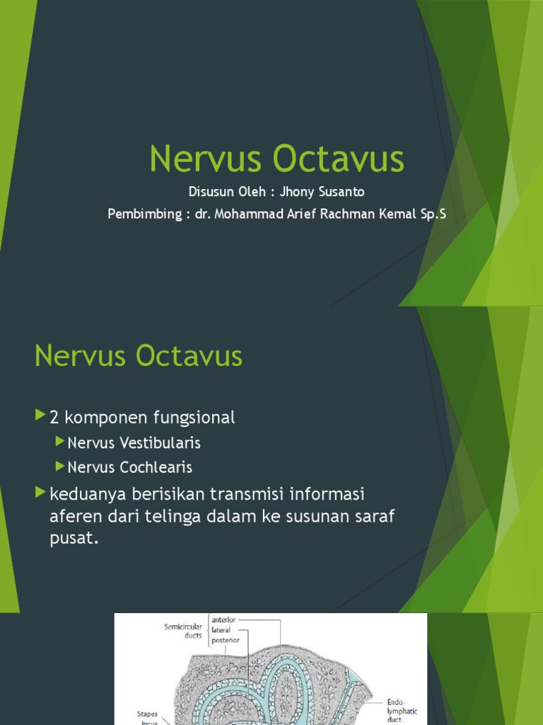 Nervus Octavus | PDF