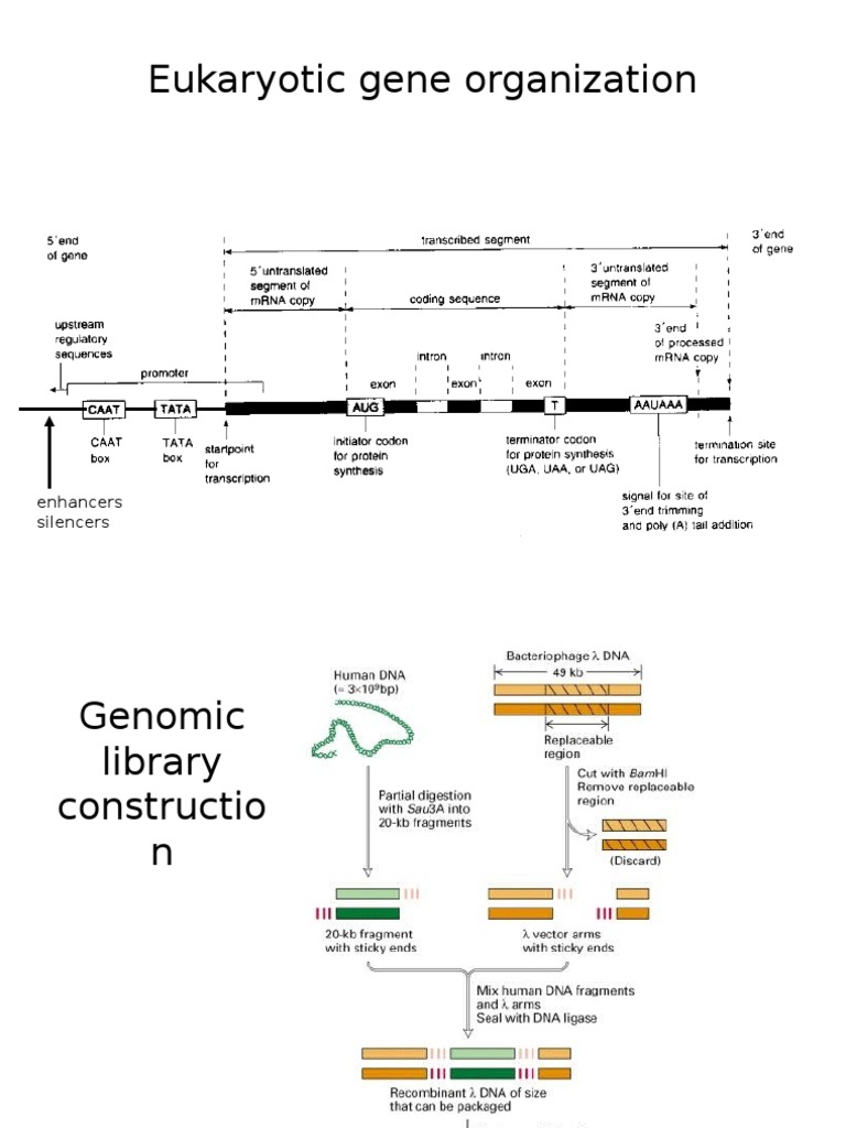 Genomic and CDNA Library Making and Screening | PDF