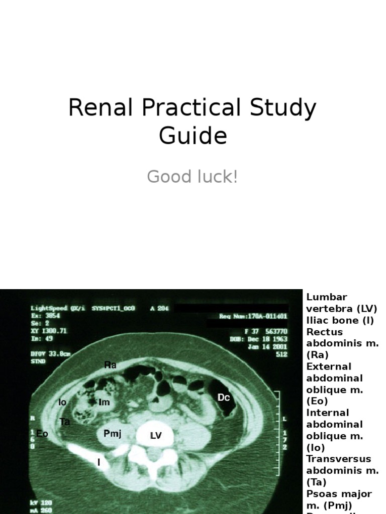 Renal Practical Study Guide | PDF | Art