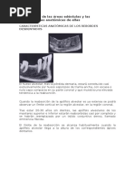 Clasificación de Seibert | PDF | Ciencia y matemáticas