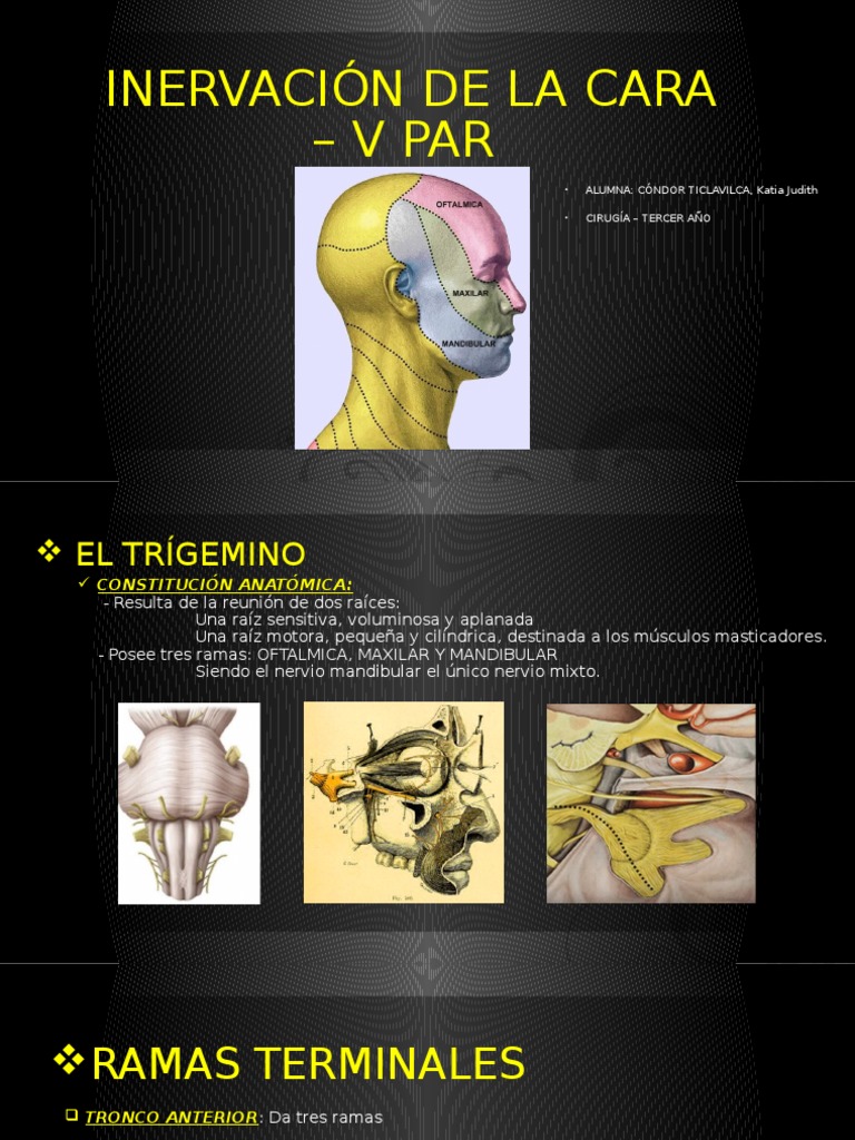Inervación de La Cara – v Par | Cabeza y cuello humanos | Anatomía humana