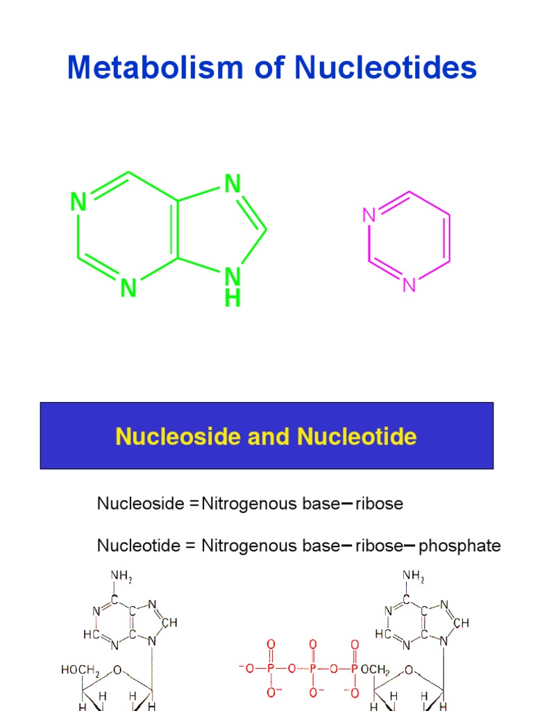 Purine Nucleotide | Nucleotides | Biosynthesis