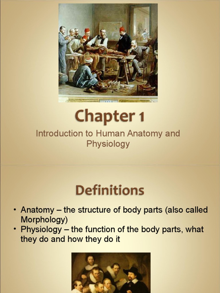 Introduction To Anatomy and Physiology | PDF | Human Body | Physiology