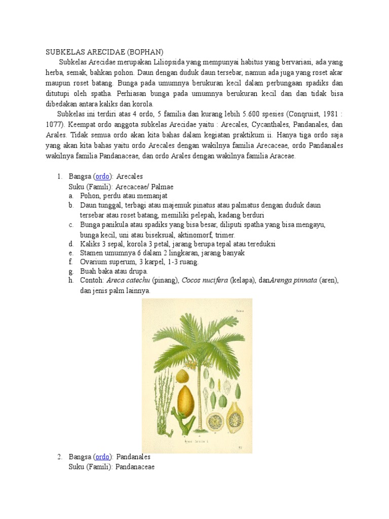 Klasifikasi Subkelas Arecidae dan Araceae | PDF | Griya & Taman | Sains ...
