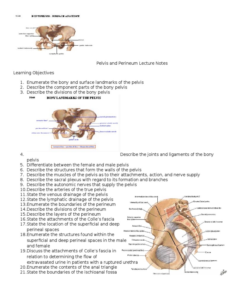 Pelvis and Perineum Lecture Notes | Pelvis | Primate Anatomy