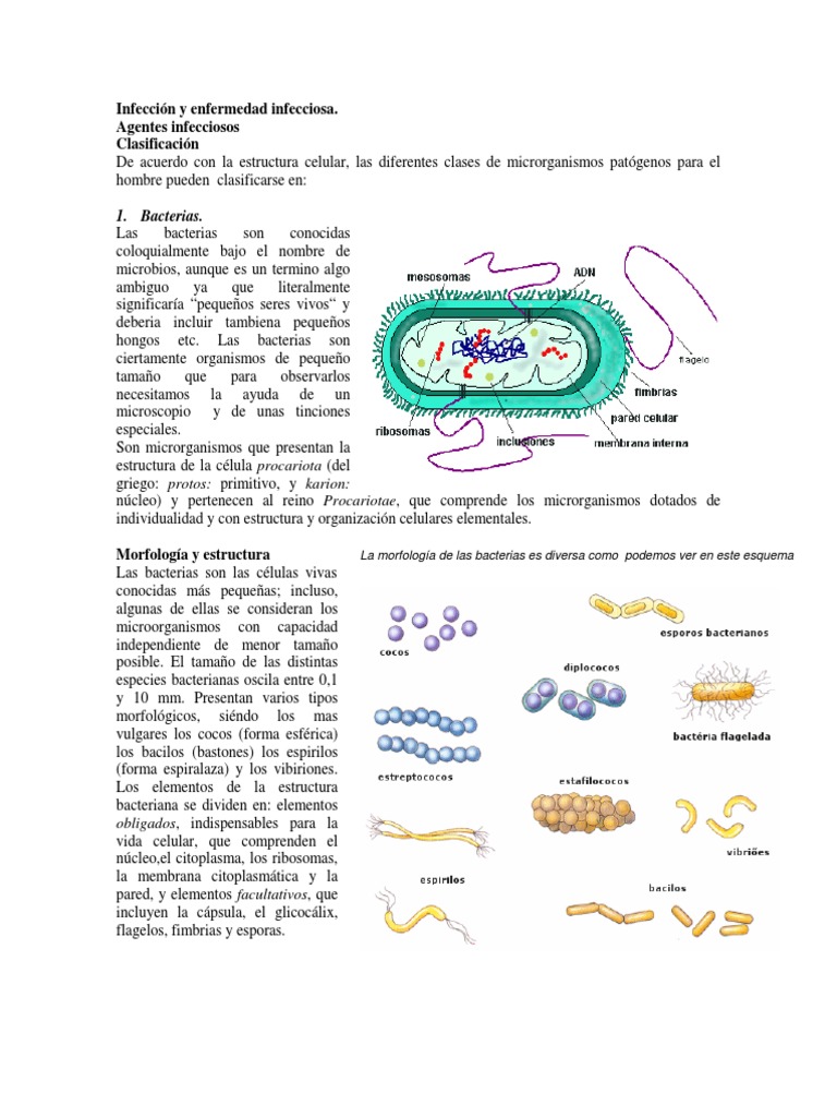 Clasificación y morfología de los principales agentes infecciosos ...