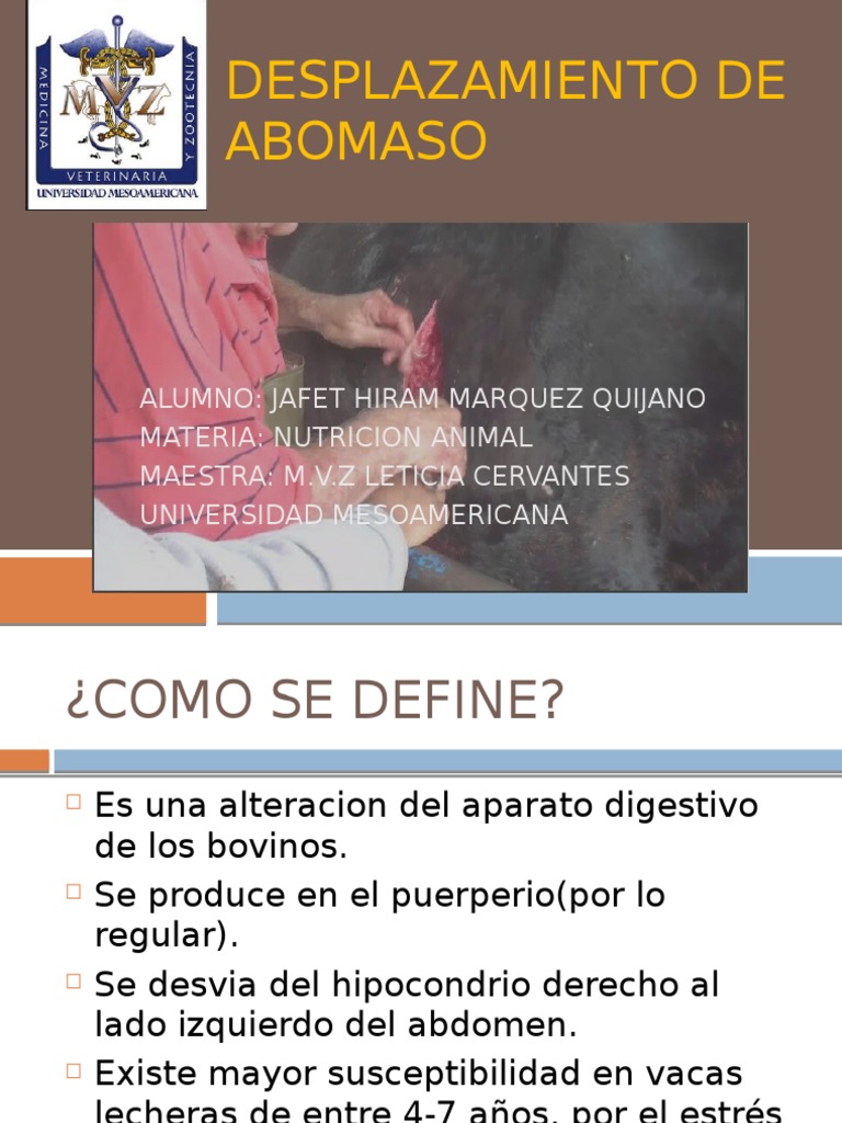 Desplazamiento de Abomaso | PDF | Vacas | Medicina CLINICA