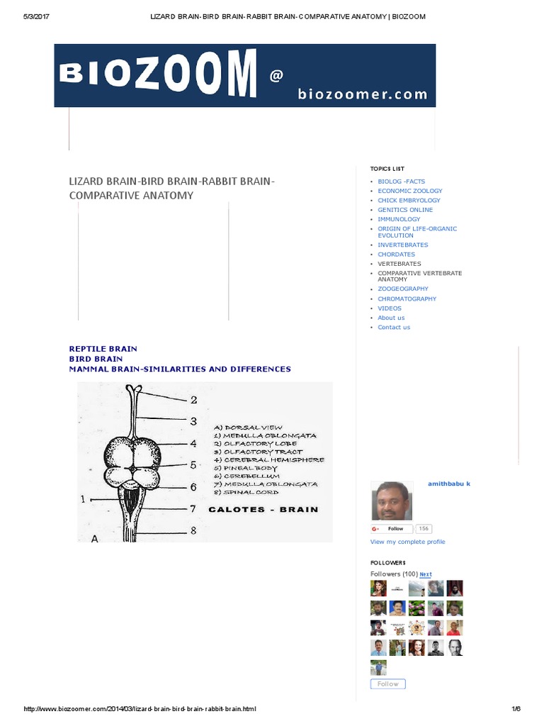 Comparative Brain Anatomy | PDF | Cerebrum | Cerebral Hemisphere