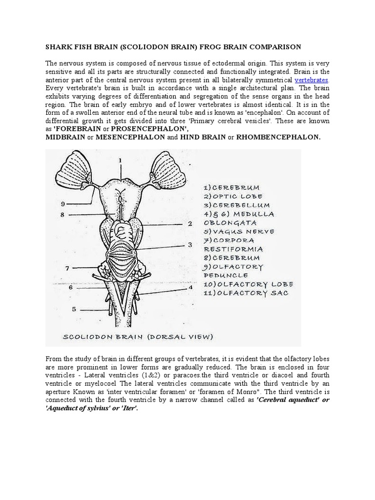 Shark Fish Brain | Cerebrum | Central Nervous System