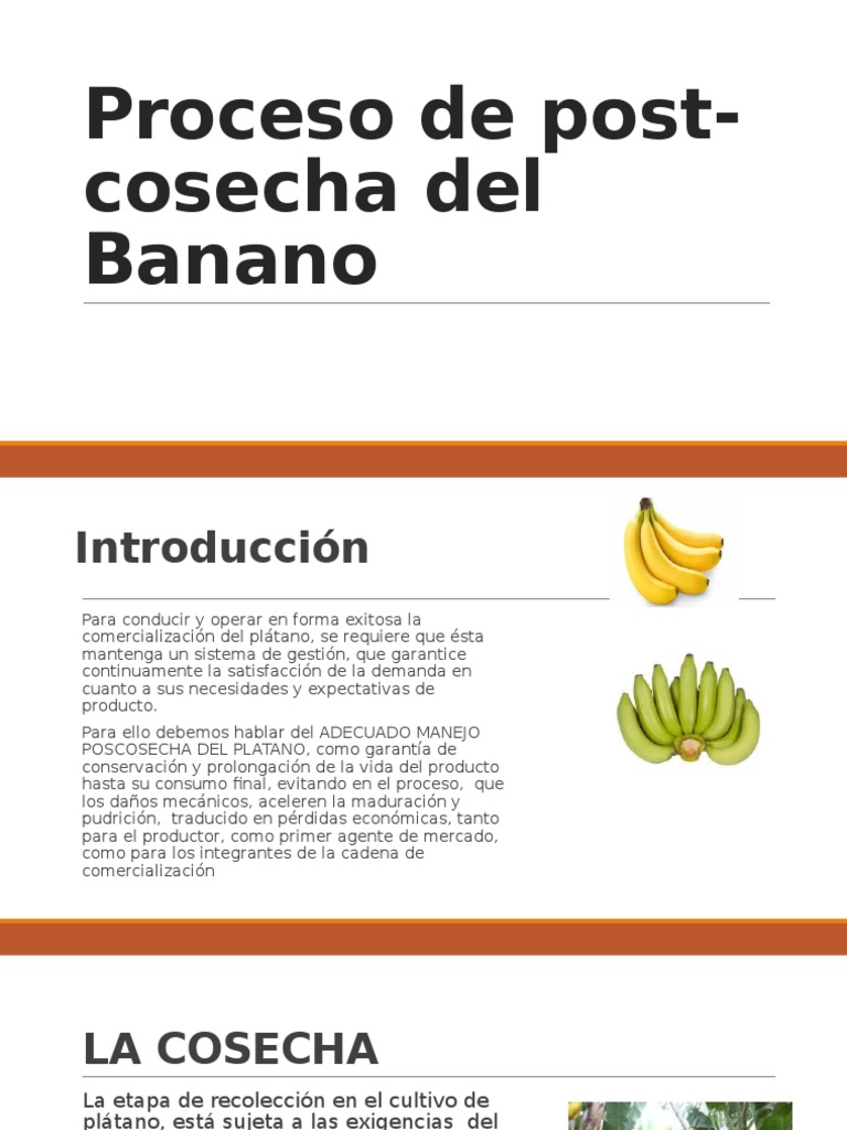 Proceso de Post-cosecha Del Banano | Producto (Negocio) | Naturaleza