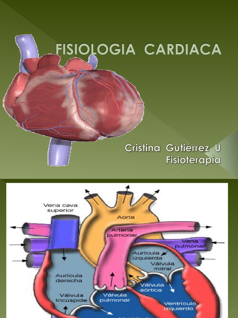FISIOLOGIA CARDIACA CICLO Y GASTO CARDIACO.ppt | Ventrículo (corazón ...