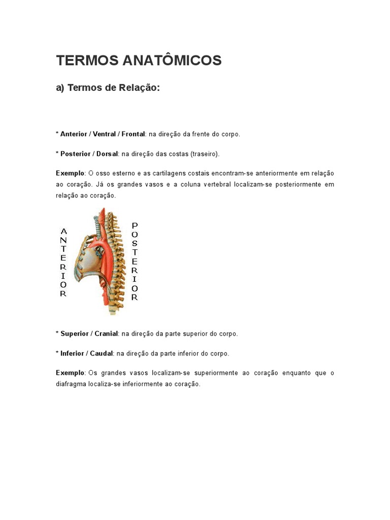 TERMOS ANATÔMICOS | Anatomia | Termos Anatômicos do Movimento