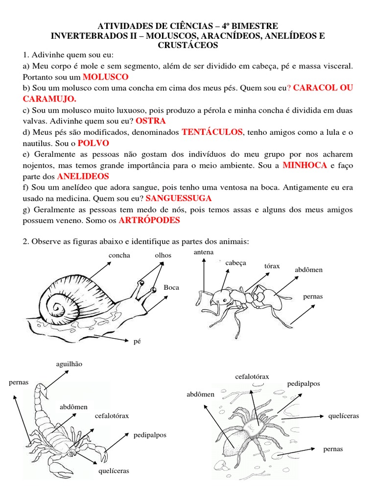 ATIVIDADES INVERTEBRADOSIICORRIGIDA.pdf | Moluscos | Insetos