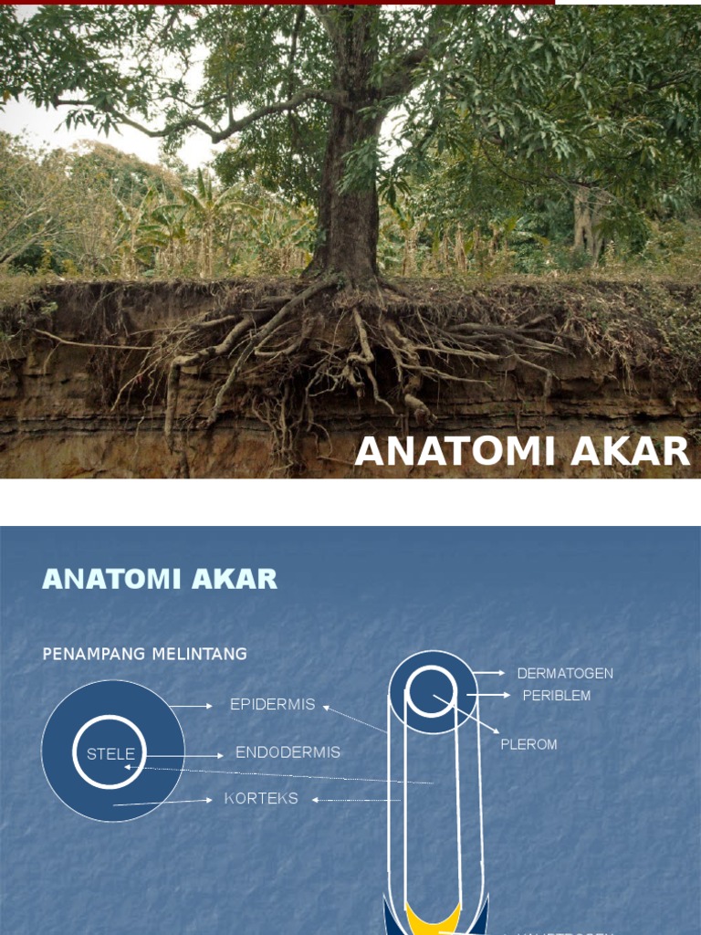 Anatomi Akar