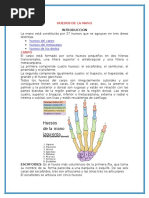 Anatomía de la Mano y Muñeca | PDF | Mano | Articulación