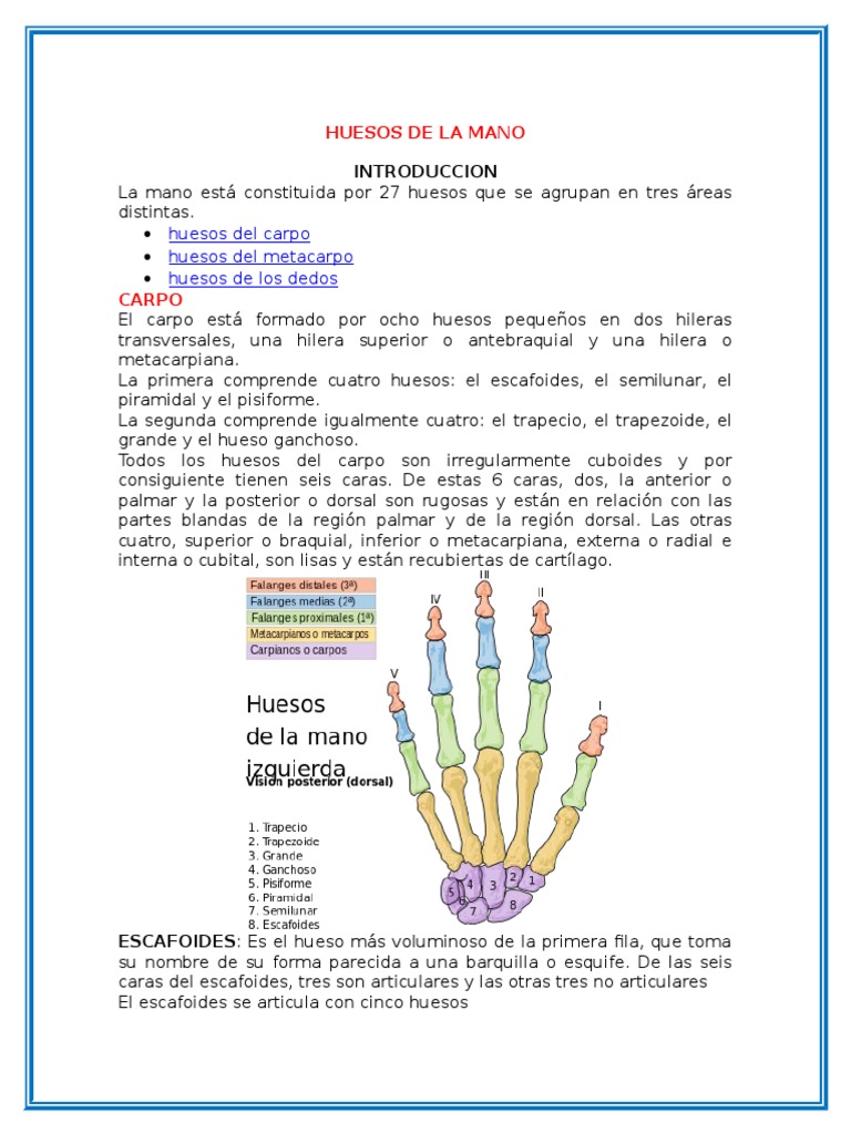 Anatomía de los Huesos de la Mano | PDF | Mano | Anatomía humana