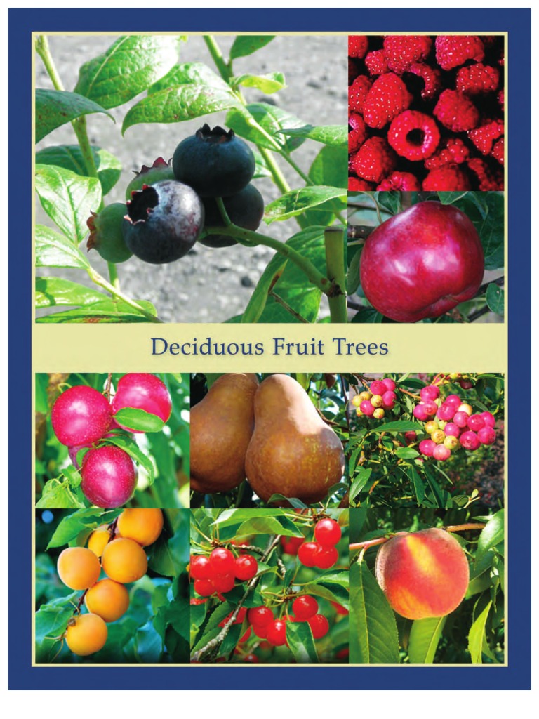 Deciduous Fruit Trees - Leo Gentry Nursery | Apple | Plum