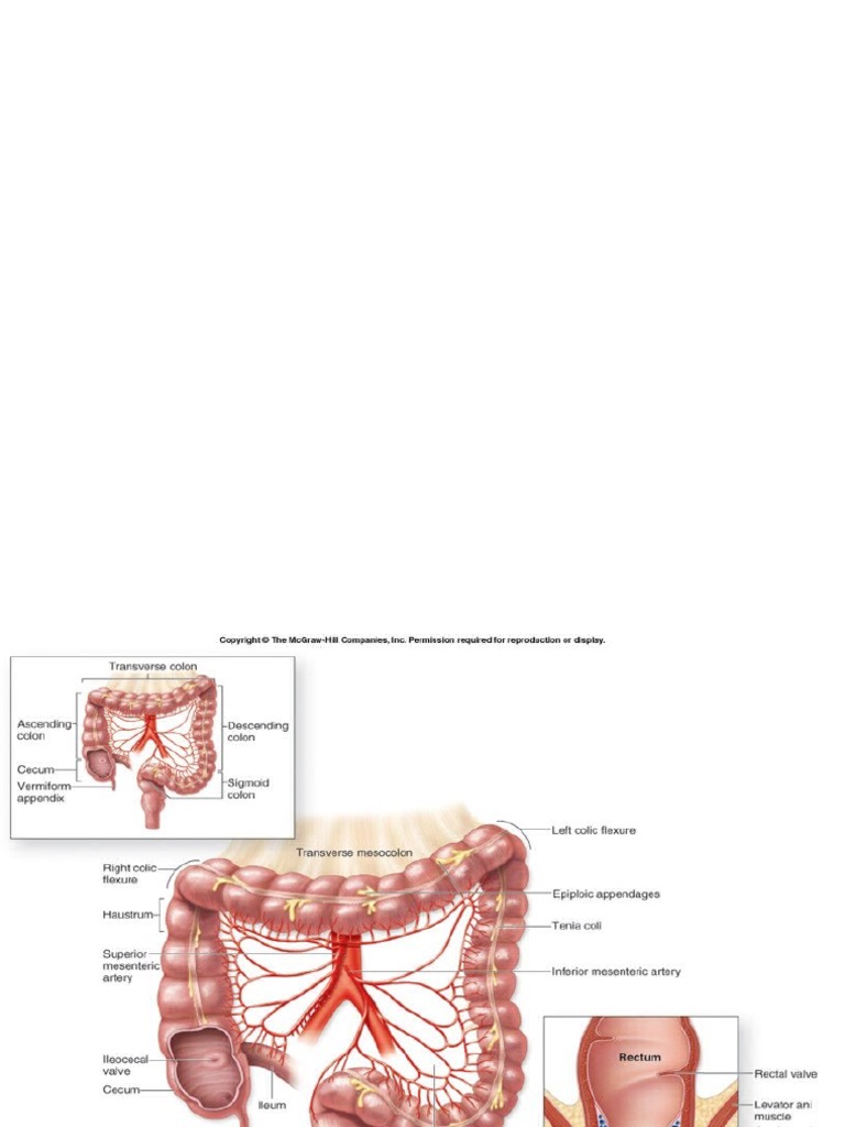 Ileocolonic Storage and Motility: A Comprehensive Review of the Anatomy ...