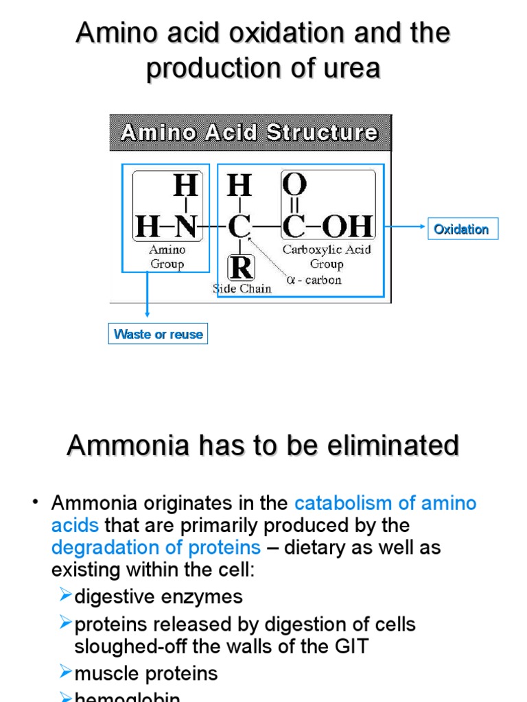 Urea Cycle Lehninger | PDF | Transaminase | Alanine