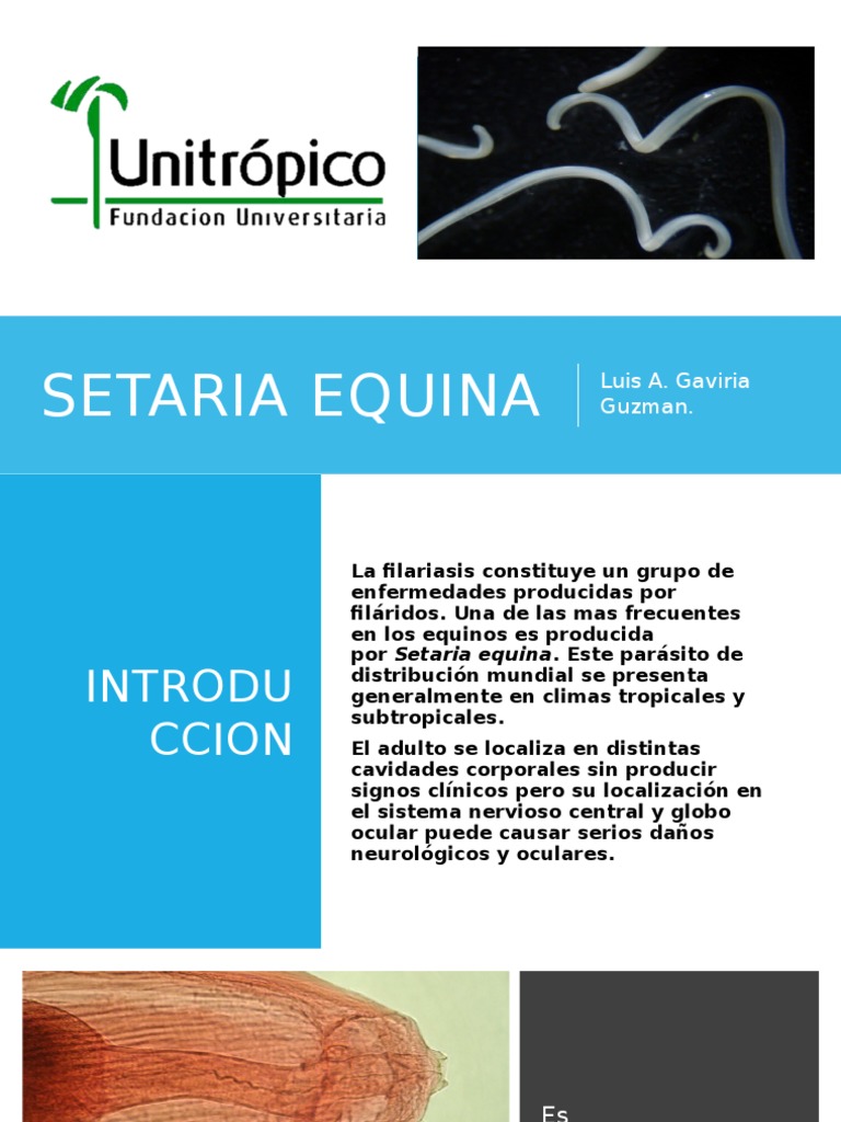 Setaria Equina | PDF | Biología | Enfermedades y trastornos