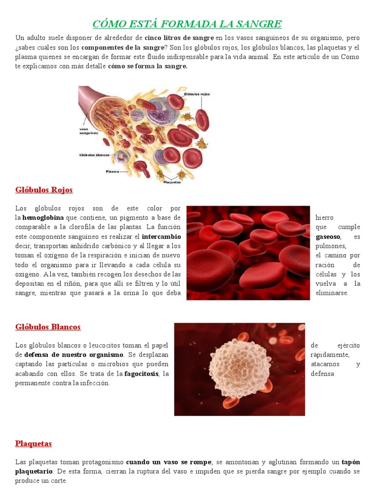 Cómo Está Formada La Sangre | PDF | Sangre | Química