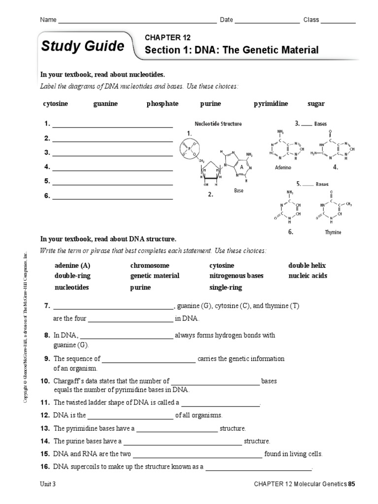 CH 12 Study Guide | PDF | Translation (Biology) | Dna