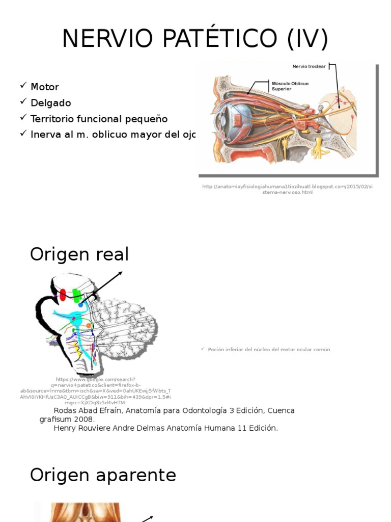 n Patetico | Neurología | Anatomía