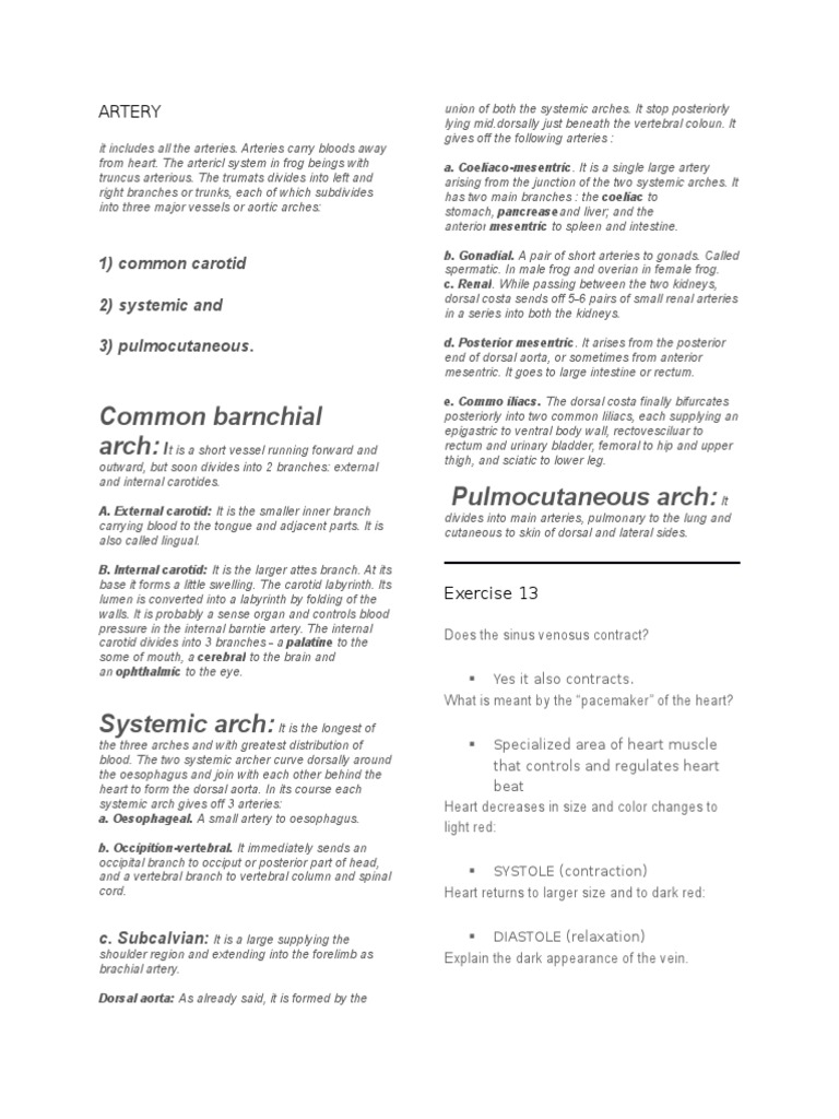 ARTERY SYSTEM IN FROG | PDF | Vein | Ventricle (Heart)