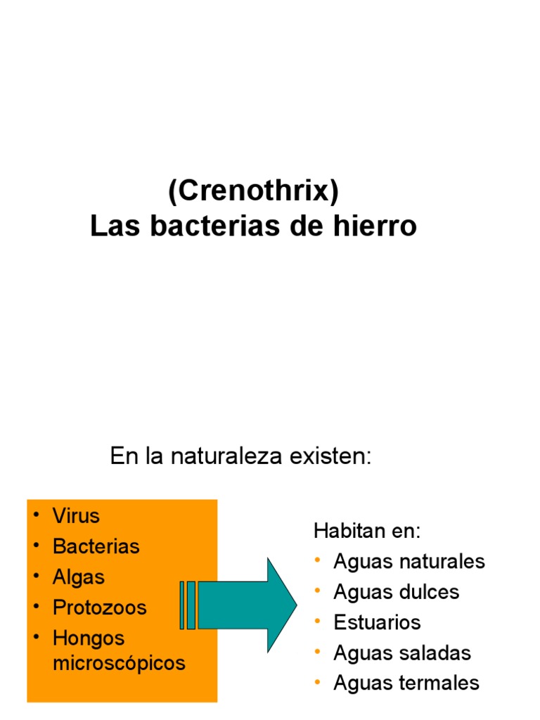 Clase de Crenothrix | Bacterias | Microorganismo