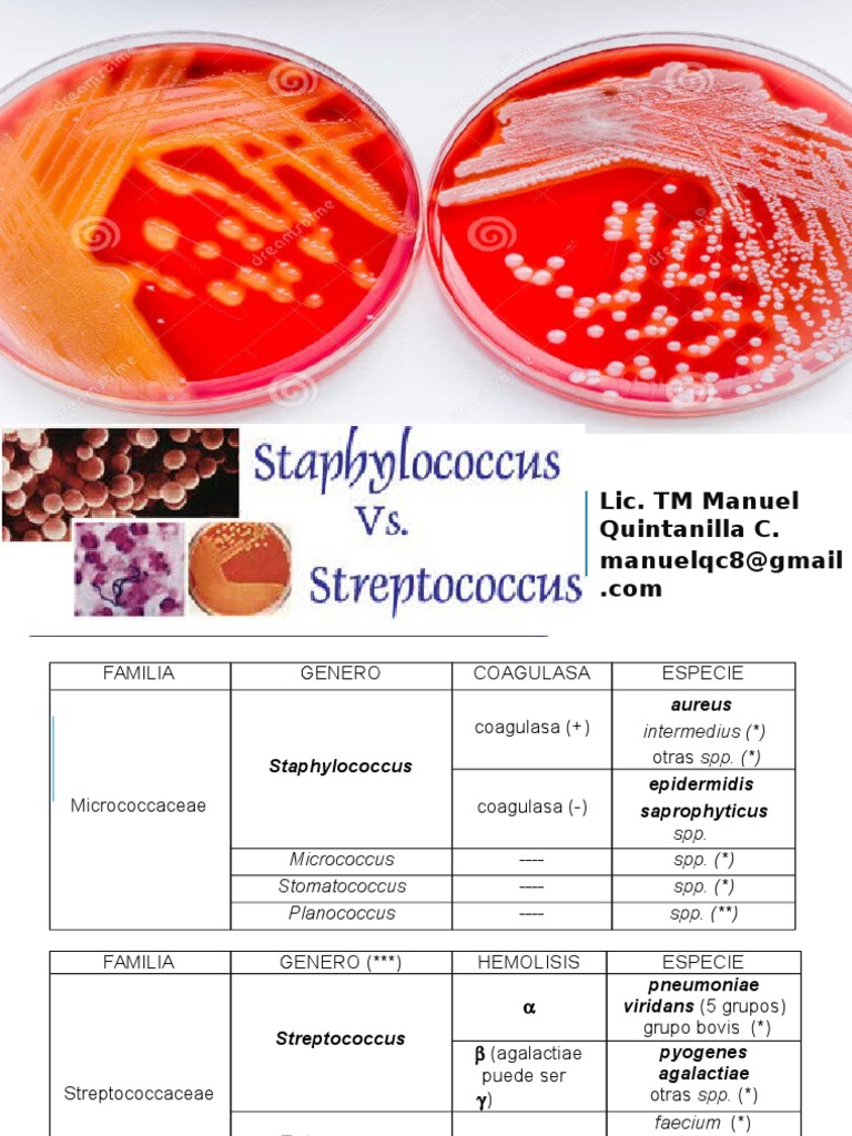 Staphylococcus y Streptococcus | PDF | Staphylococcus Aureus | Estreptococo