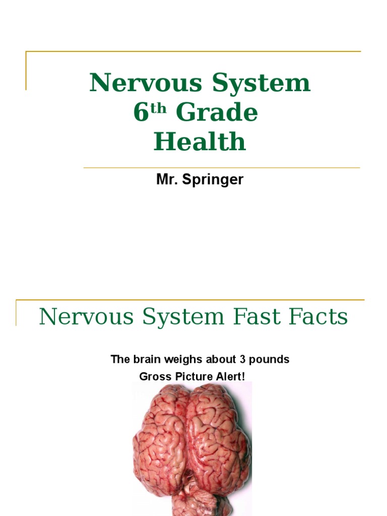 Nervous System Presentation | Nervous System | Central Nervous System