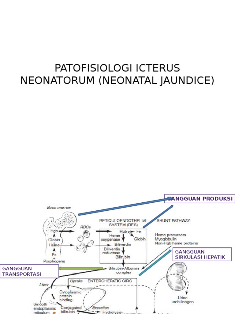 Patofisiologi Icterus Neonatorum (Neonatal Jaundice) | PDF